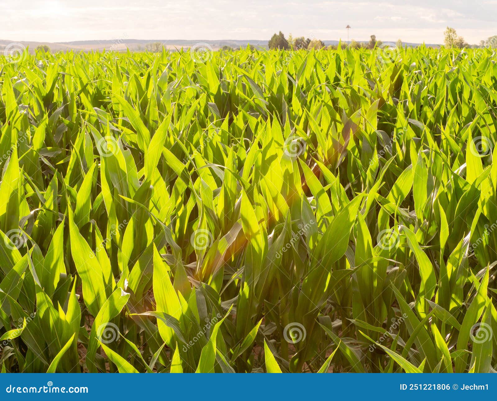 Maize Corn Field at Sunset with Sun Rays Stock Photo - Image of ...