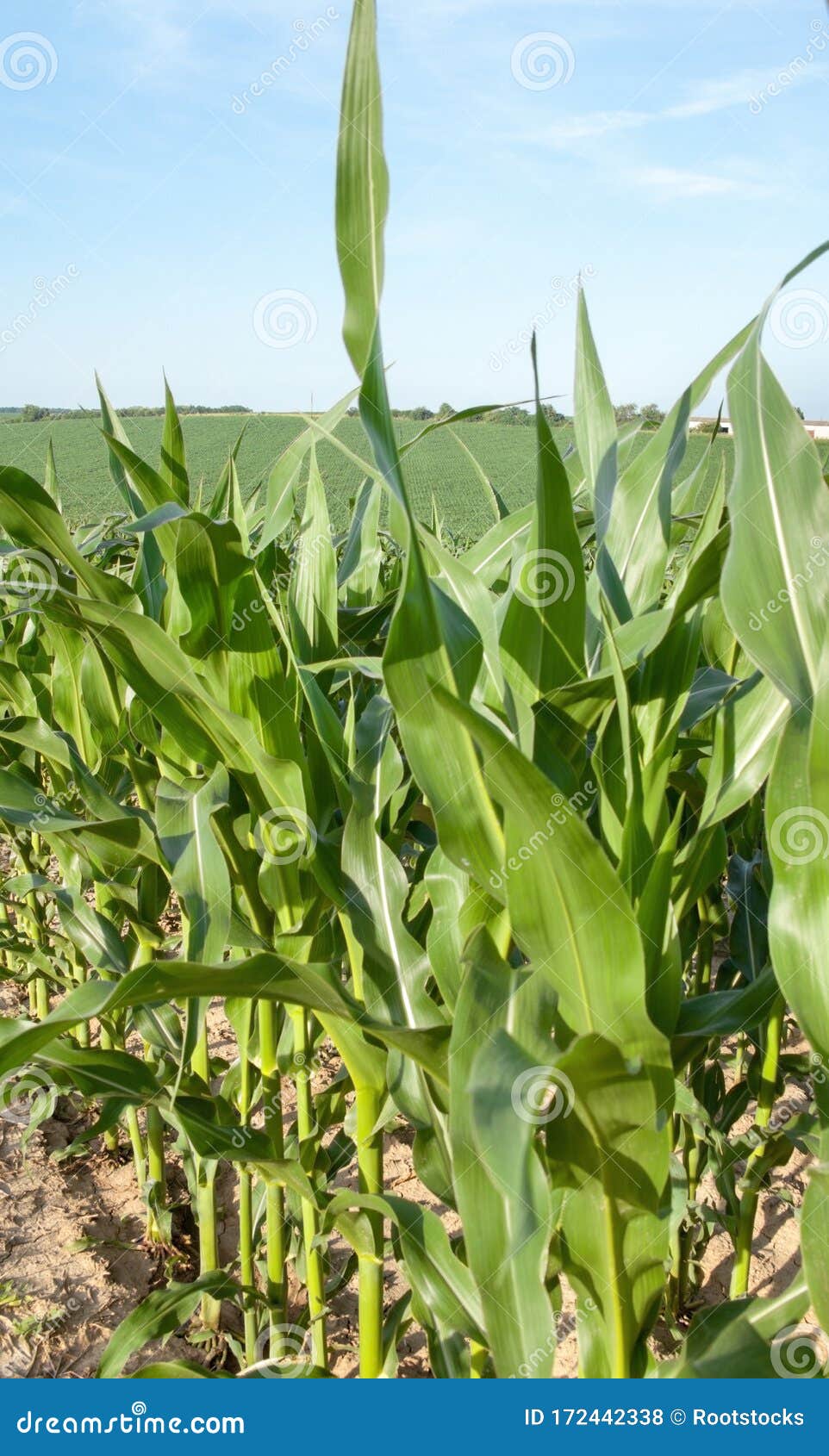 Maize corn field Zea mays stock photo. Image of garden - 172442338