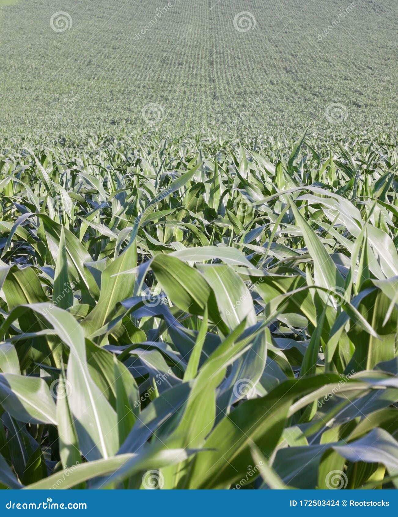 Maize corn field Zea mays stock photo. Image of grain - 172503424