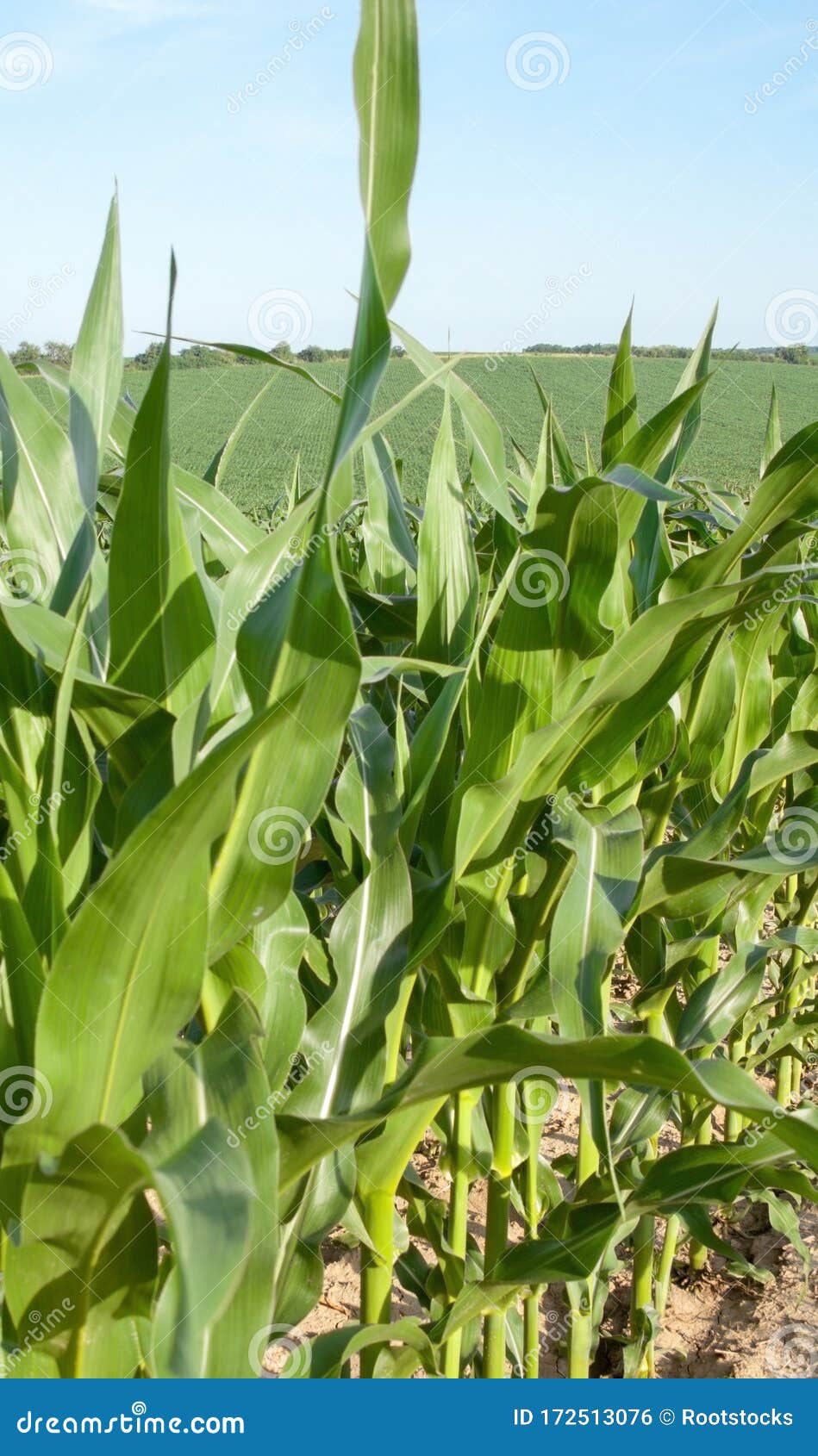 Maize corn field Zea mays stock photo. Image of field - 172513076