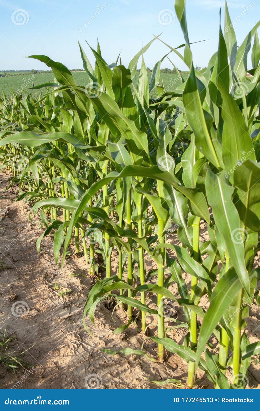 Maize corn field Zea mays stock image. Image of agricultural - 177245513