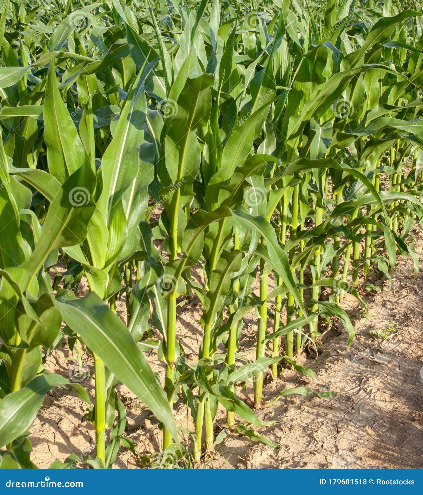 Maize corn field Zea mays stock photo. Image of garden - 179601518