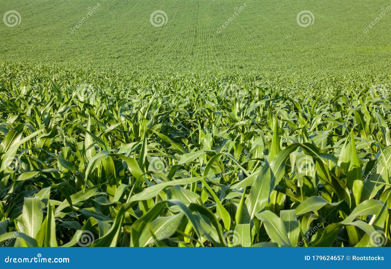 Maize corn field Zea mays stock image. Image of cornfield - 179624657