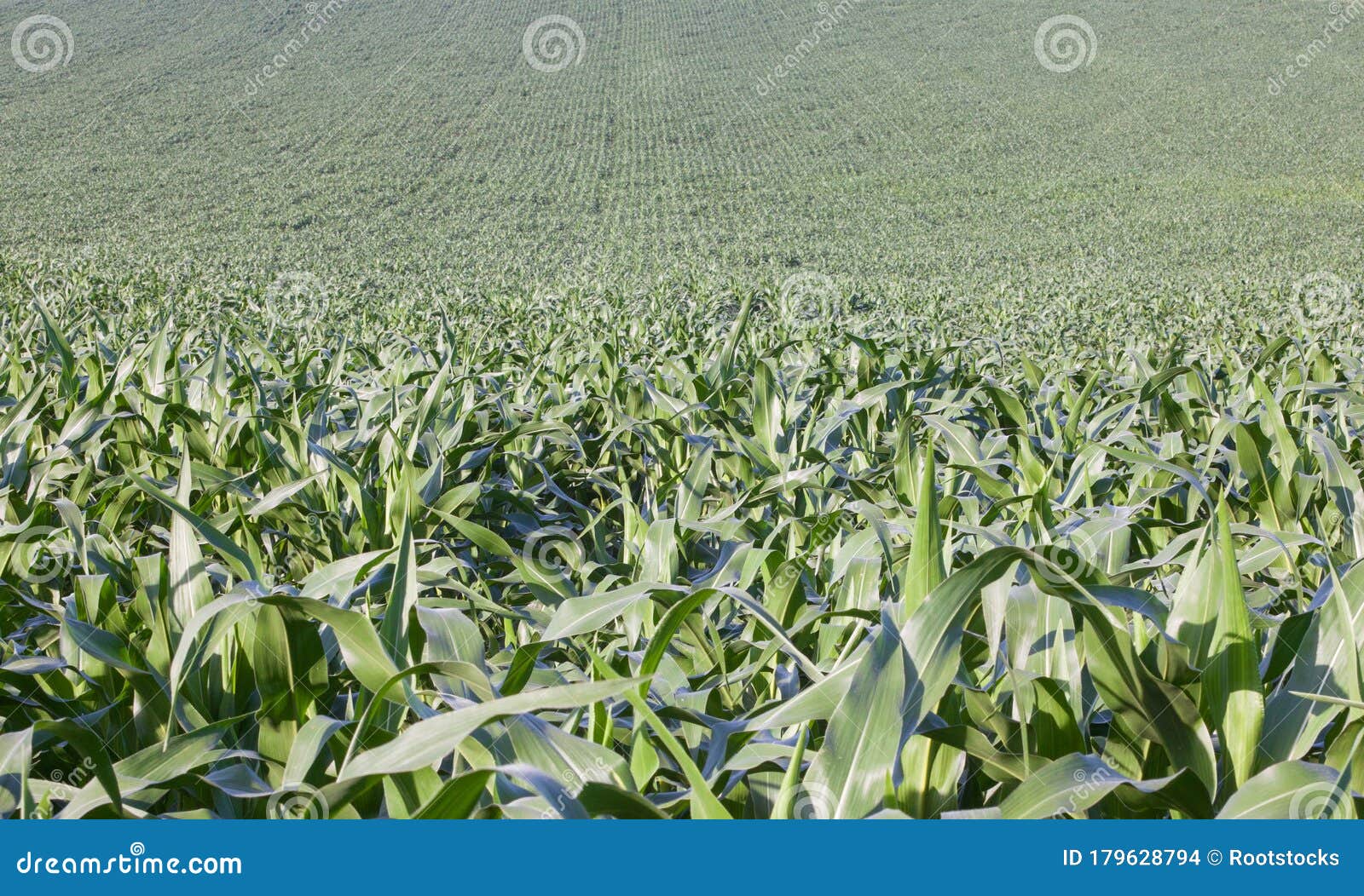 Maize corn field Zea mays stock photo. Image of maize - 179628794