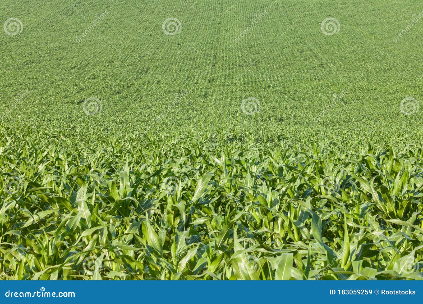 Maize corn field Zea mays stock image. Image of large - 183059259