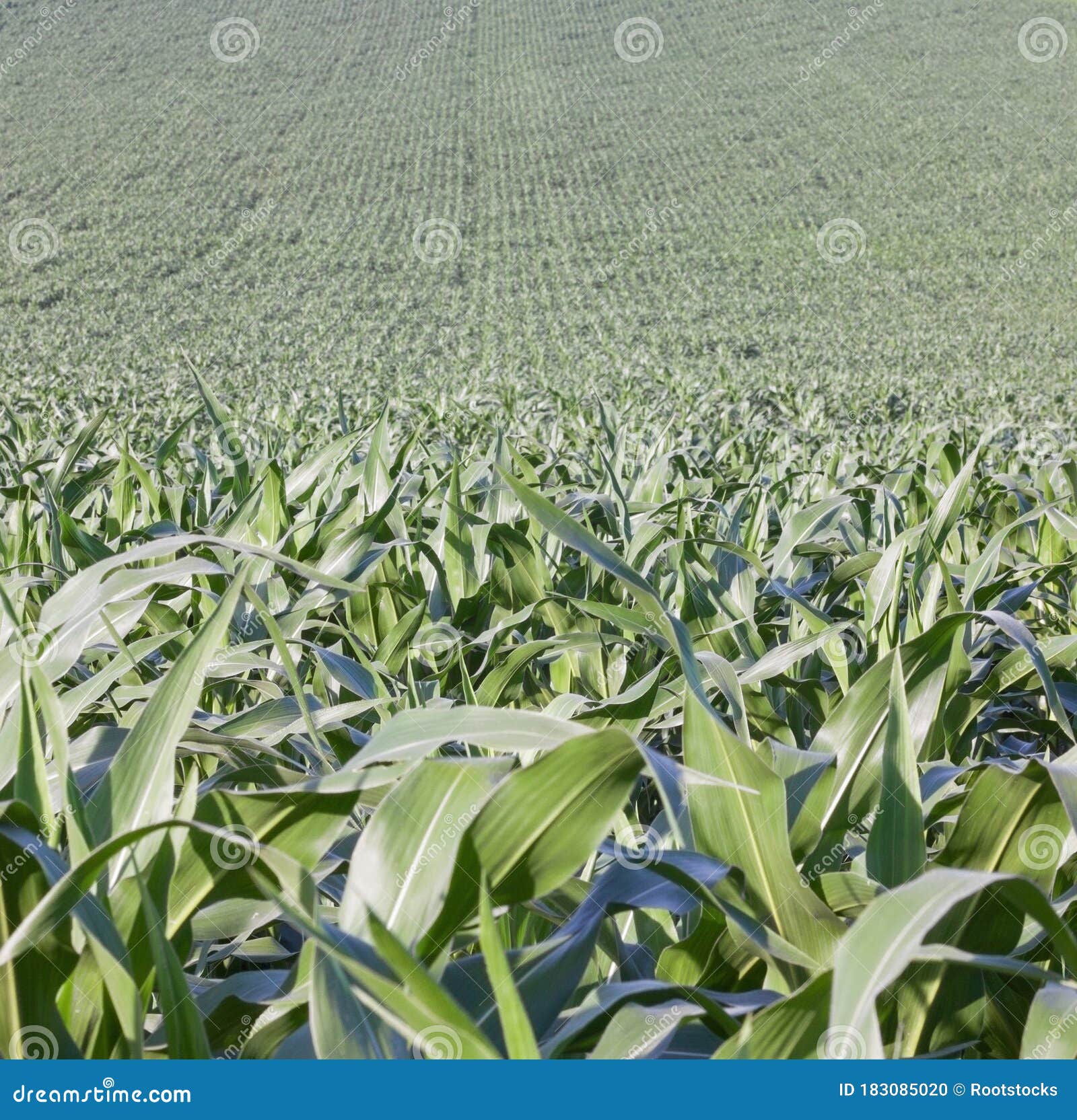 Maize corn field Zea mays stock photo. Image of agricultural - 183085020