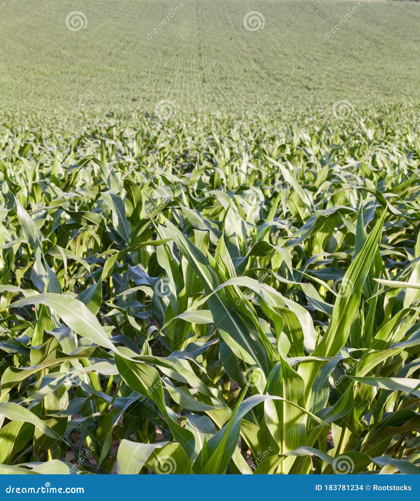 Maize corn field Zea mays stock photo. Image of inflorescence - 183781234
