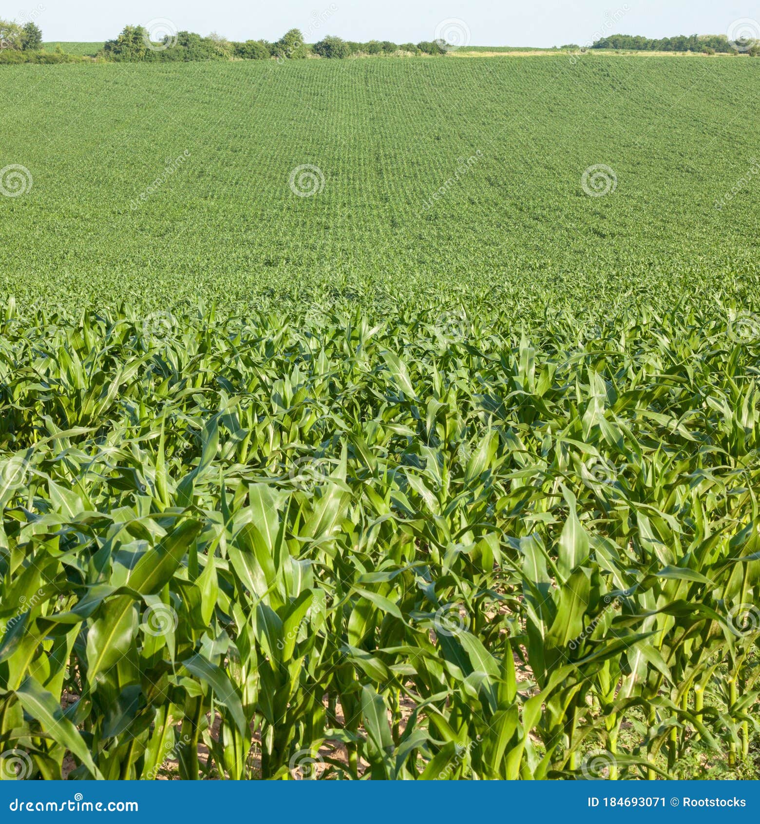 Maize corn field Zea mays stock image. Image of flower - 184693071