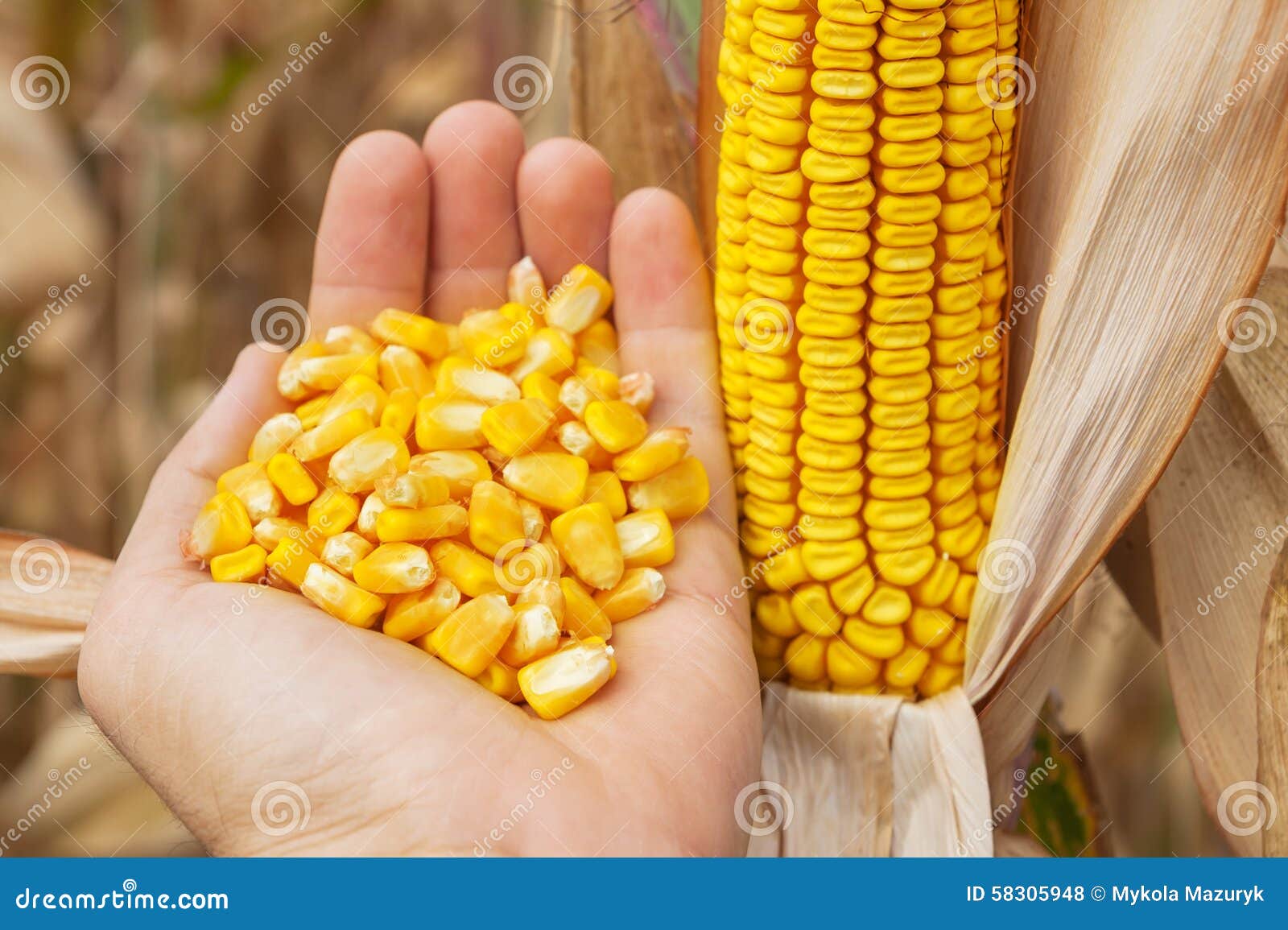 Maize corn in hand stock photo. Image of agriculture - 58305948
