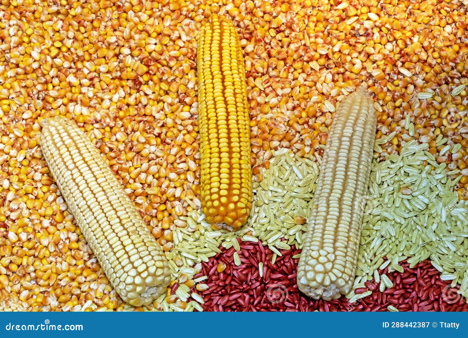 Maize corn raw stock image. Image of agriculture, vegetarian - 288442387