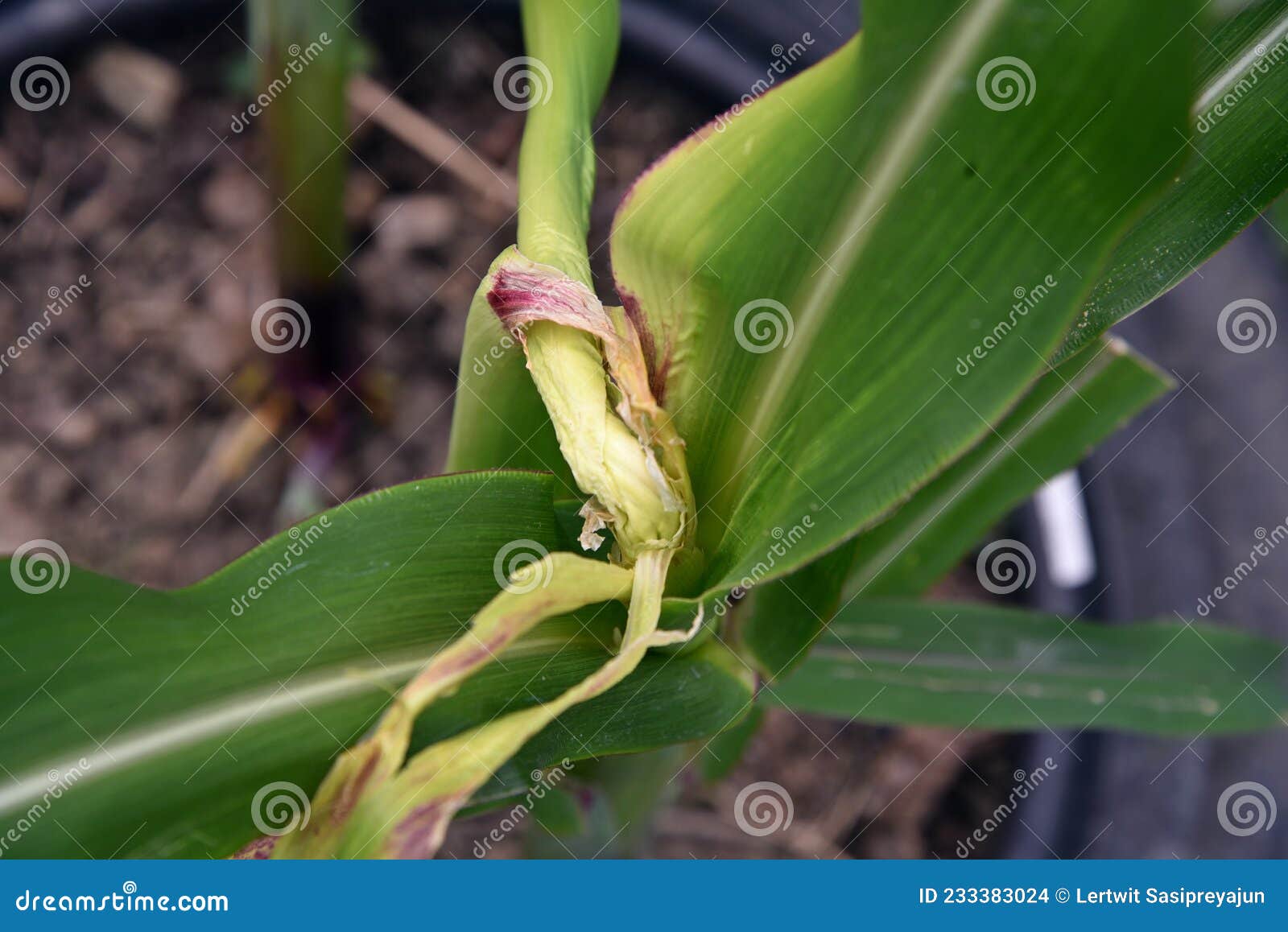 Corn Shoot And Leaf Damage From Pest Infestation Royalty-Free Stock ...