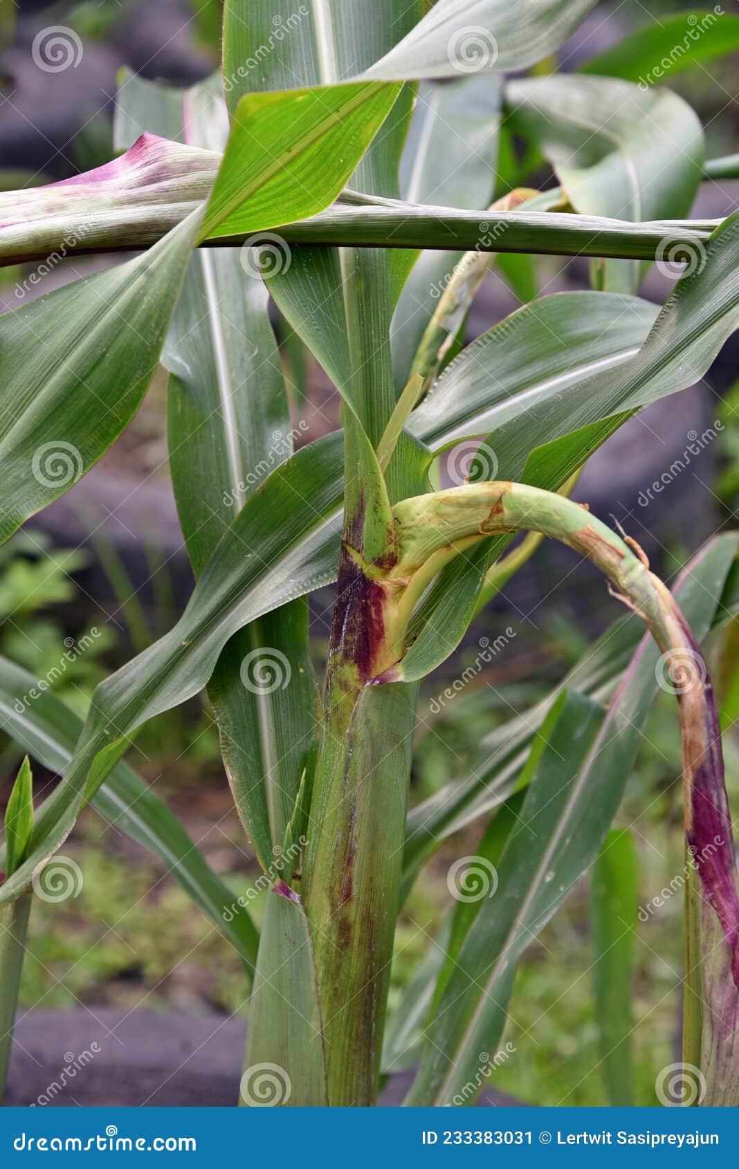 Maize, Corn Shoot Disorder Symptom Stock Image - Image of growing, corn ...