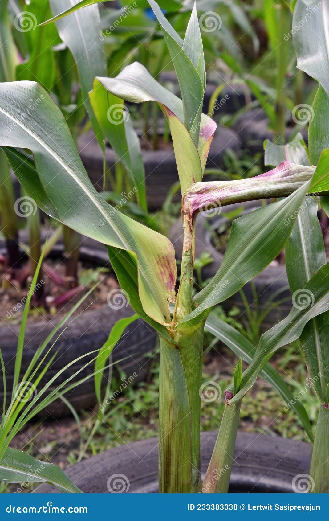 Corn Shoot And Leaf Damage From Pest Infestation Royalty-Free Stock ...