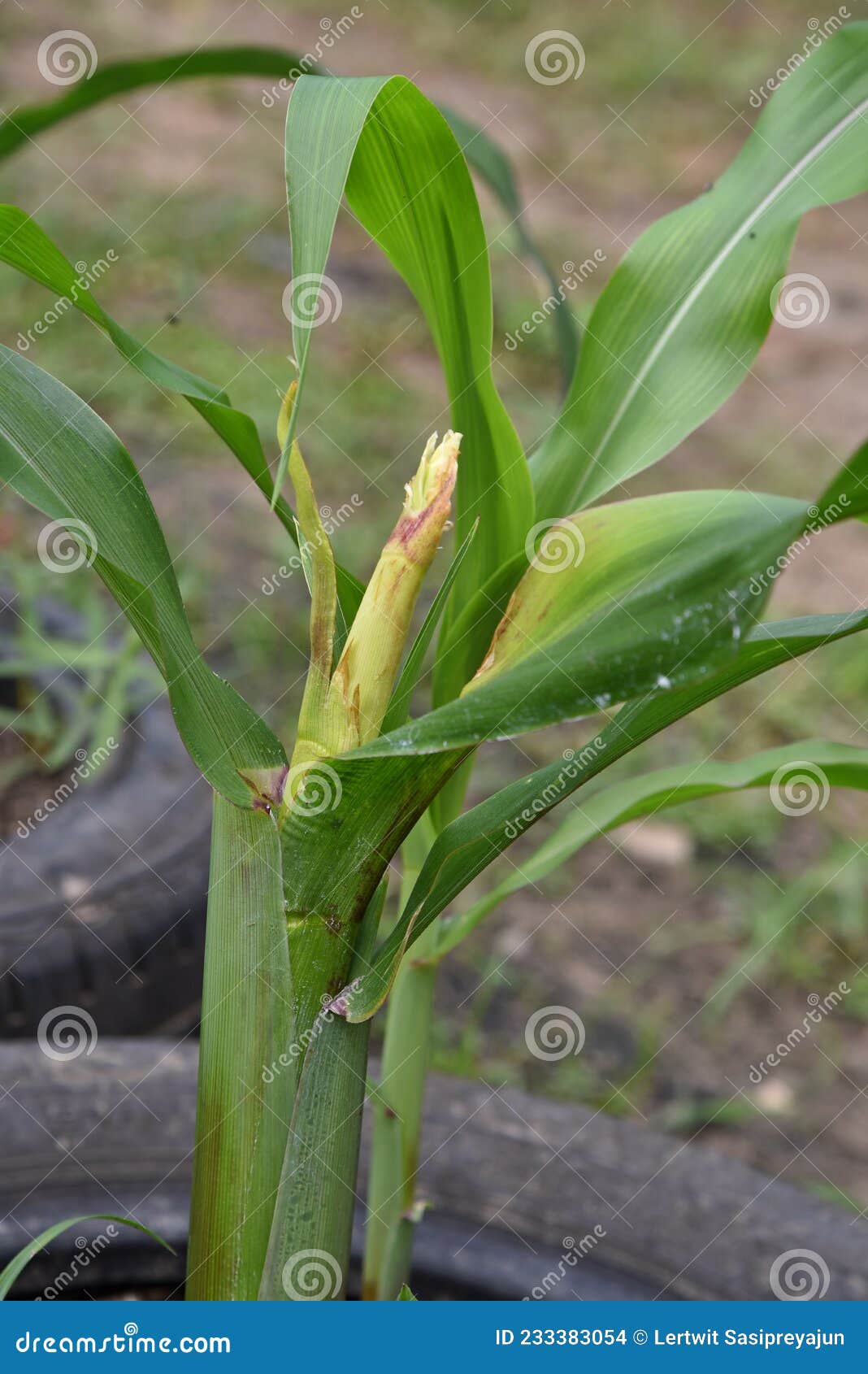 Corn Shoot And Leaf Damage From Pest Infestation Royalty-Free Stock ...