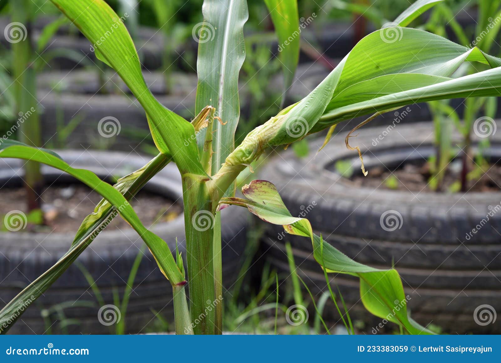 Maize, Corn Shoot Disorder Symptom Stock Image - Image of environment ...