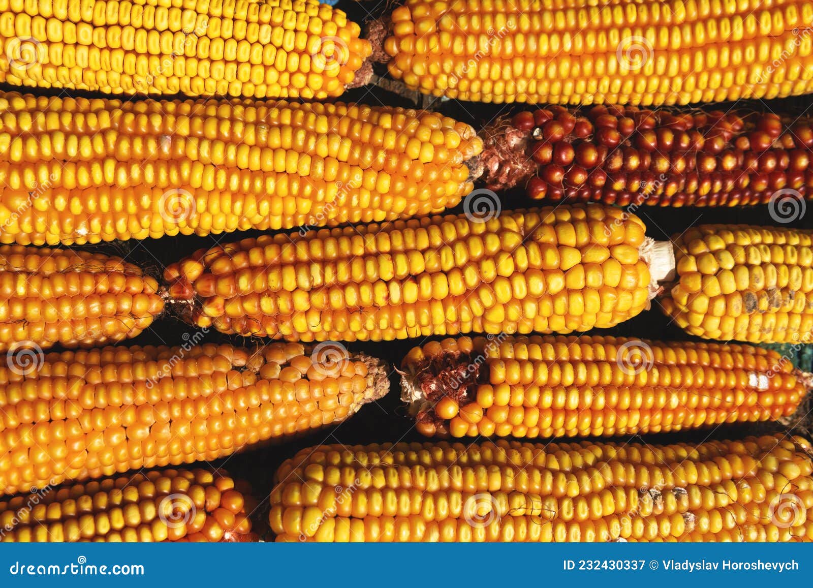 Maize Corn Stack Closeup, Corn Textured Background Royalty-Free Stock ...