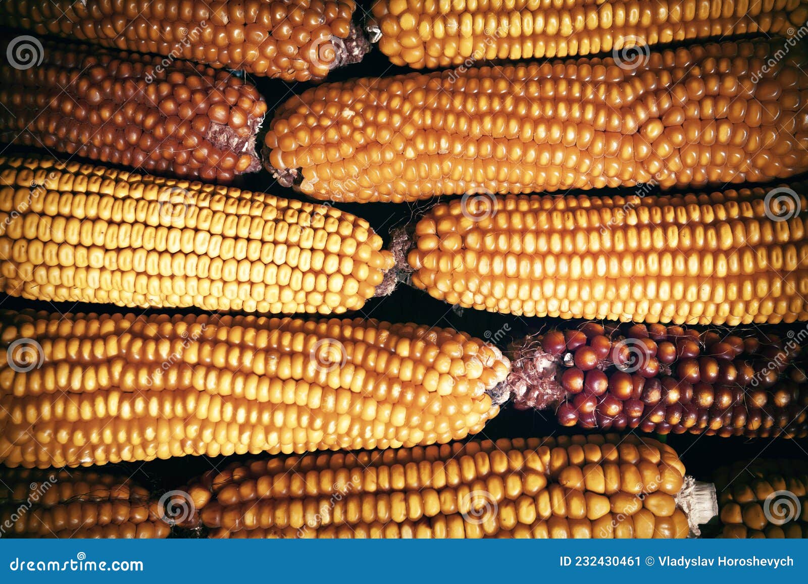 Maize Corn Stack Closeup, Corn Textured Background Stock Image - Image ...