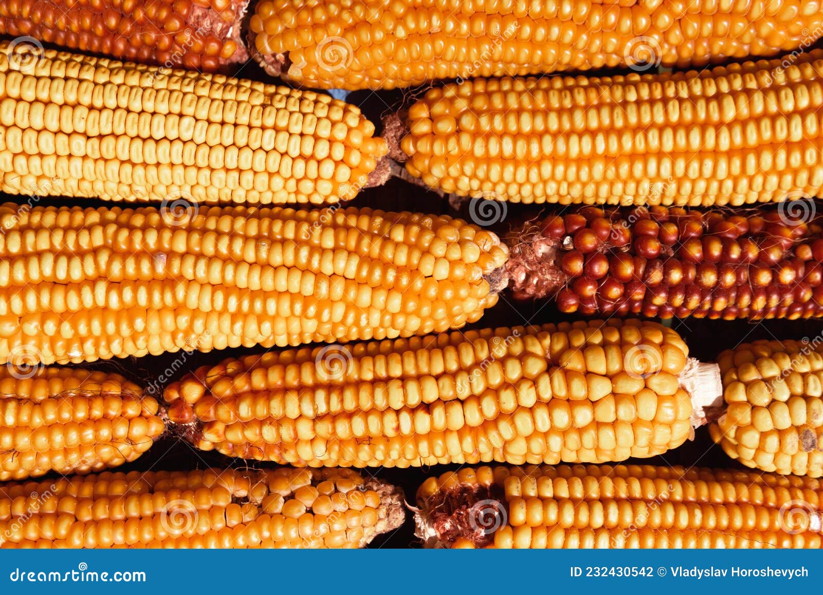 Maize Corn Stack Closeup, Corn Textured Background Stock Photo - Image ...
