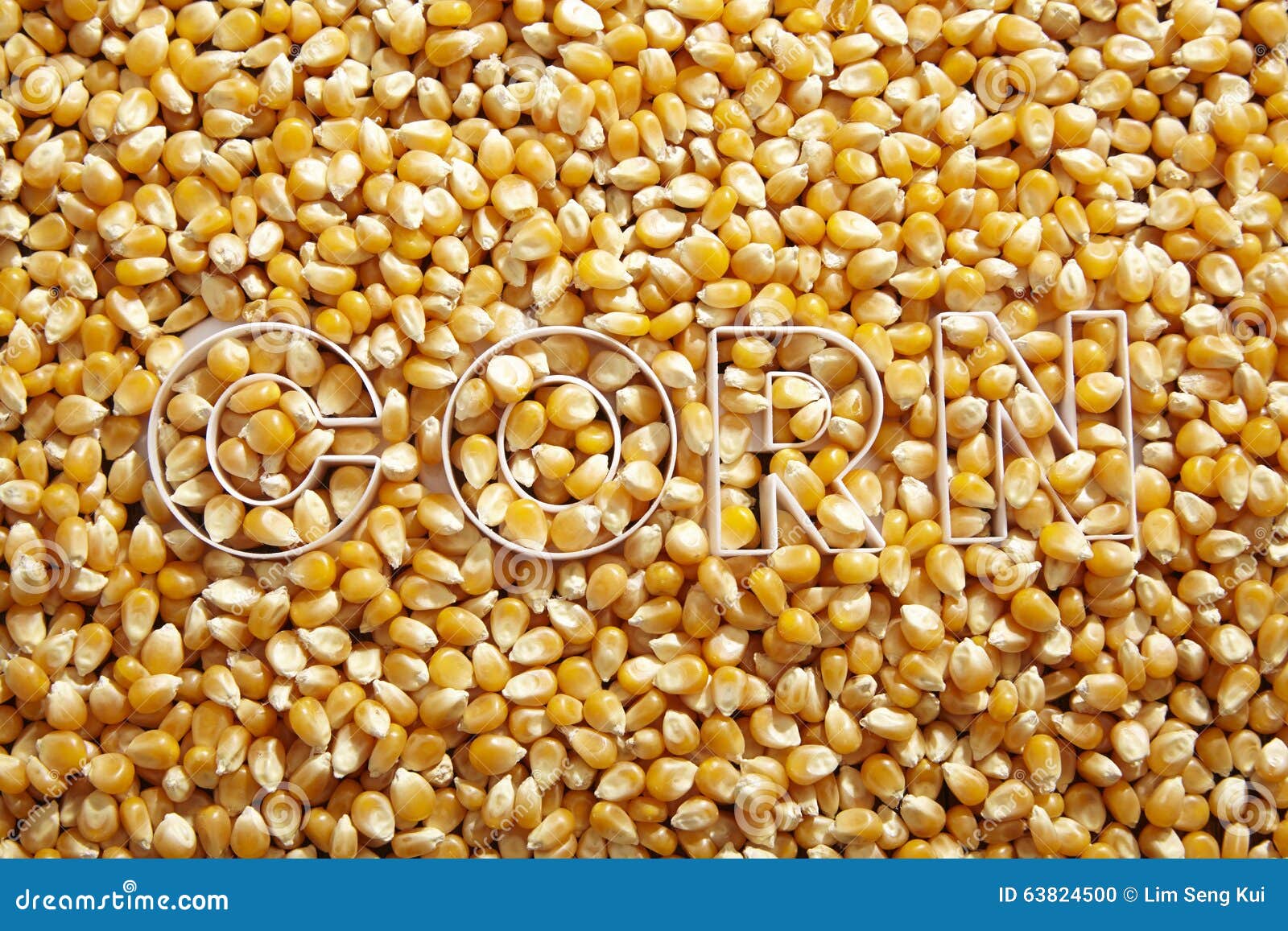 Maize corn stock photo. Image of vegetable, kernel, healthy - 63824500