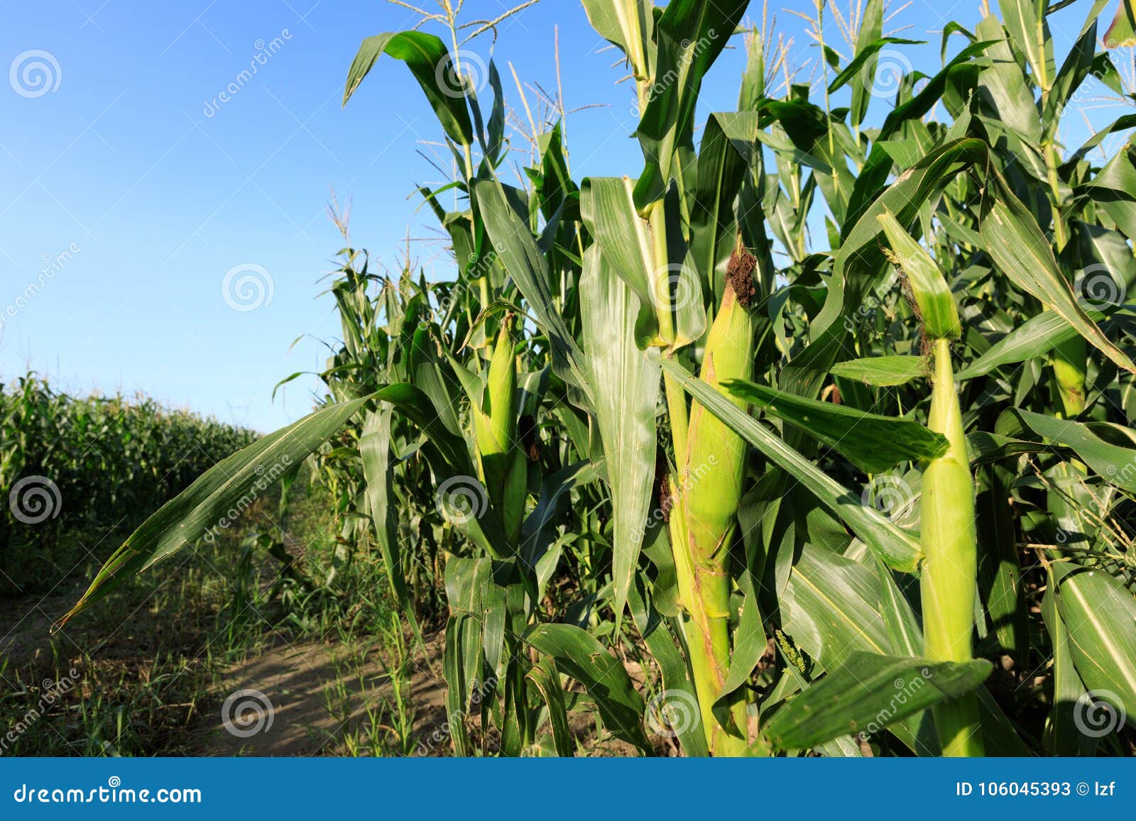 Maize crop at farm stock image. Image of chinese, copy - 106045393