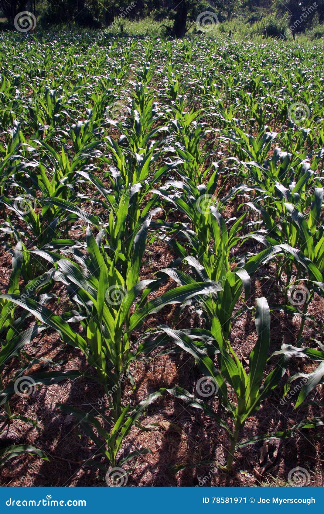 Maize crop growing in rows stock image. Image of land - 78581971