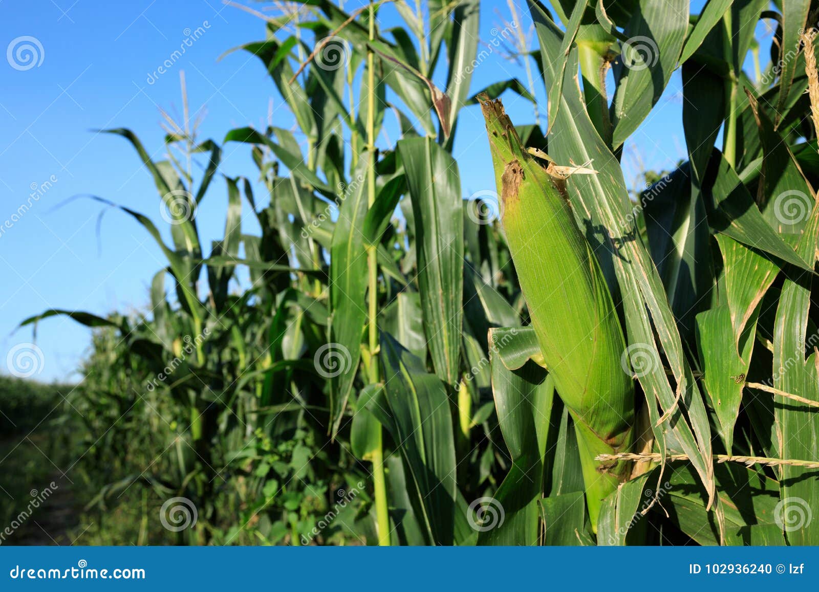 Maize crop in growth stock photo. Image of crop, corn - 102936240