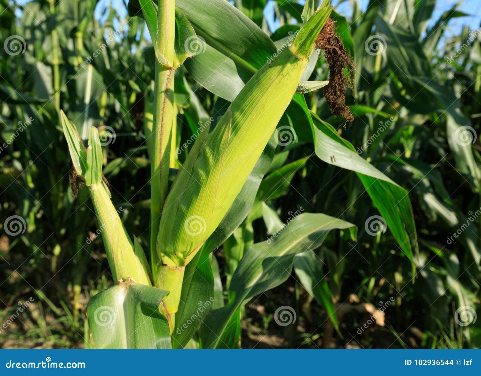 Maize crop in growth stock photo. Image of asian, farm - 102936544