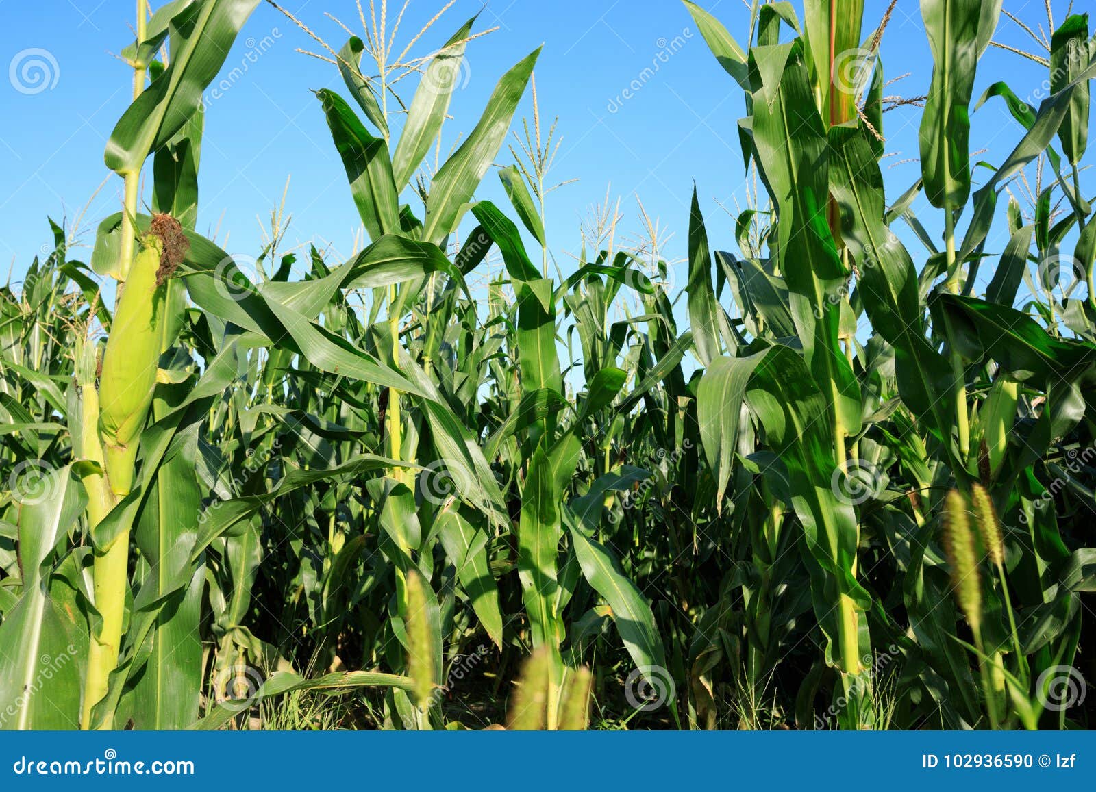 Maize crop in growth stock photo. Image of asian, forest - 102936590