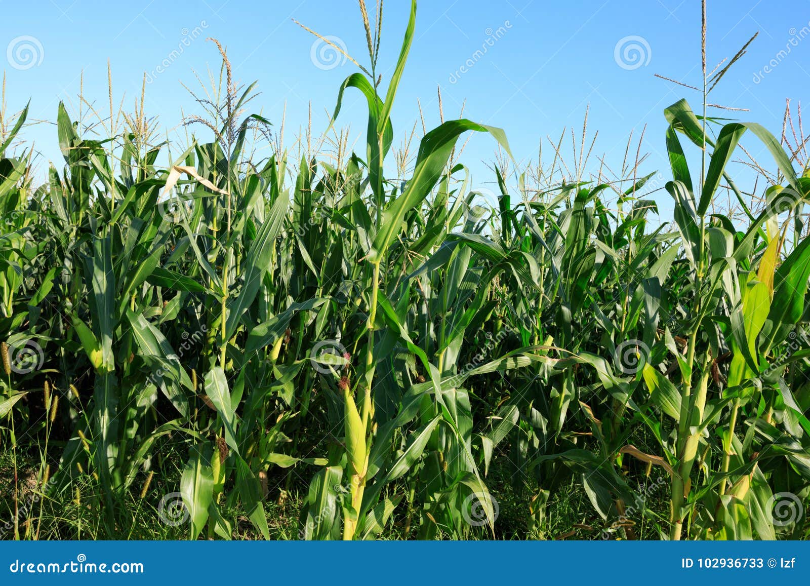 Maize crop in growth stock image. Image of blue, landscape - 102936733