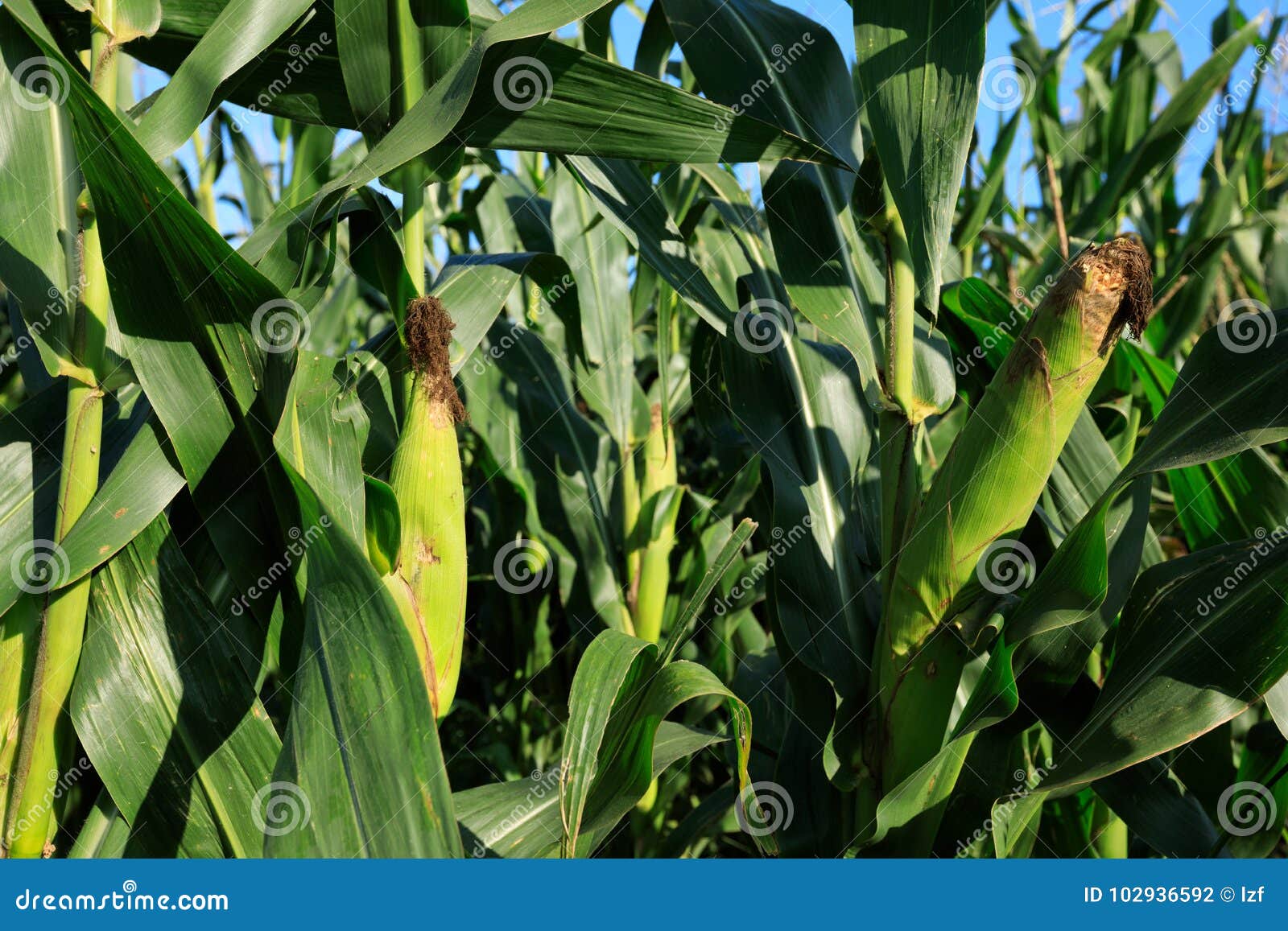 Maize crop in growth stock photo. Image of grass, garden - 102936592