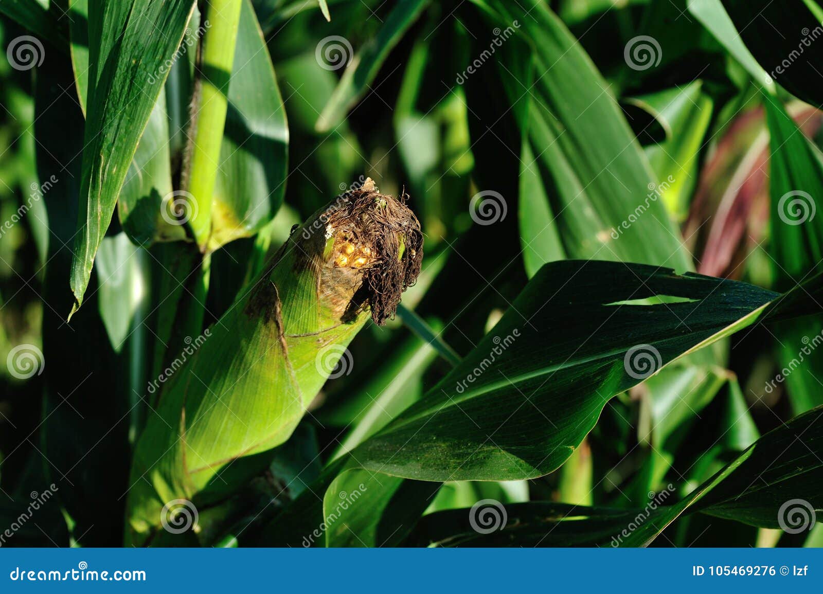 Maize crop in growth stock photo. Image of asia, china - 105469276