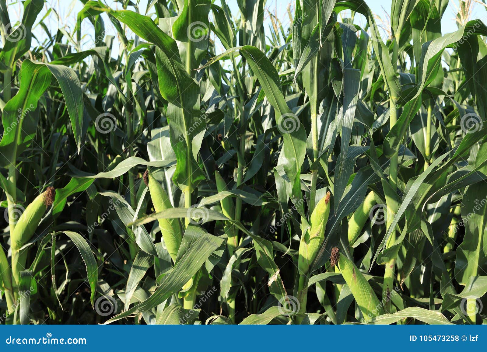 Maize crop in growth stock photo. Image of outdoor, maize - 105473258