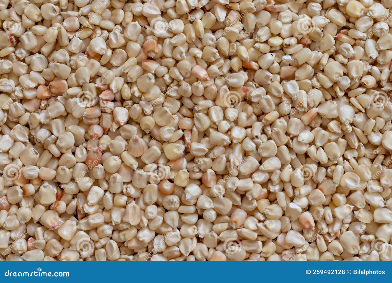 Maize Crop Harvested and Laying in the Sun To Dry Stock Photo - Image ...