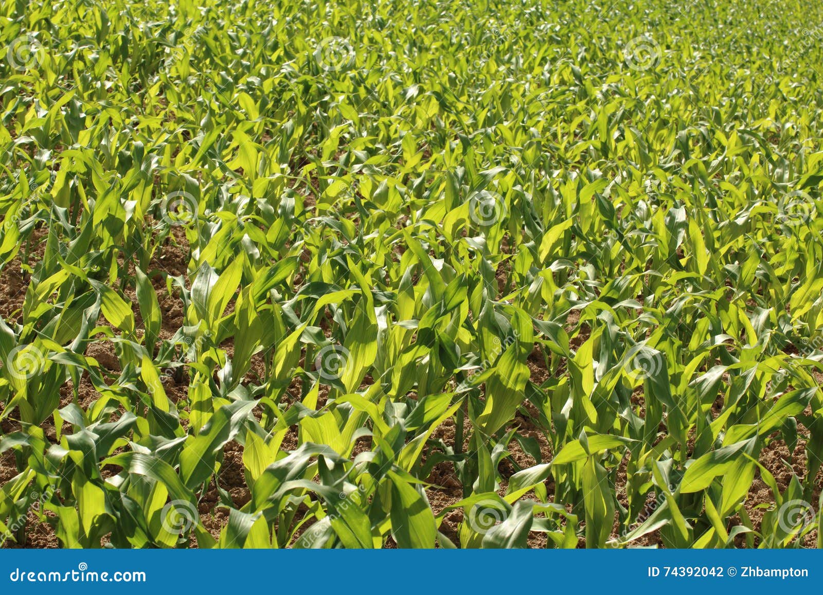 Maize crop stock photo. Image of young, rows, scenery - 74392042