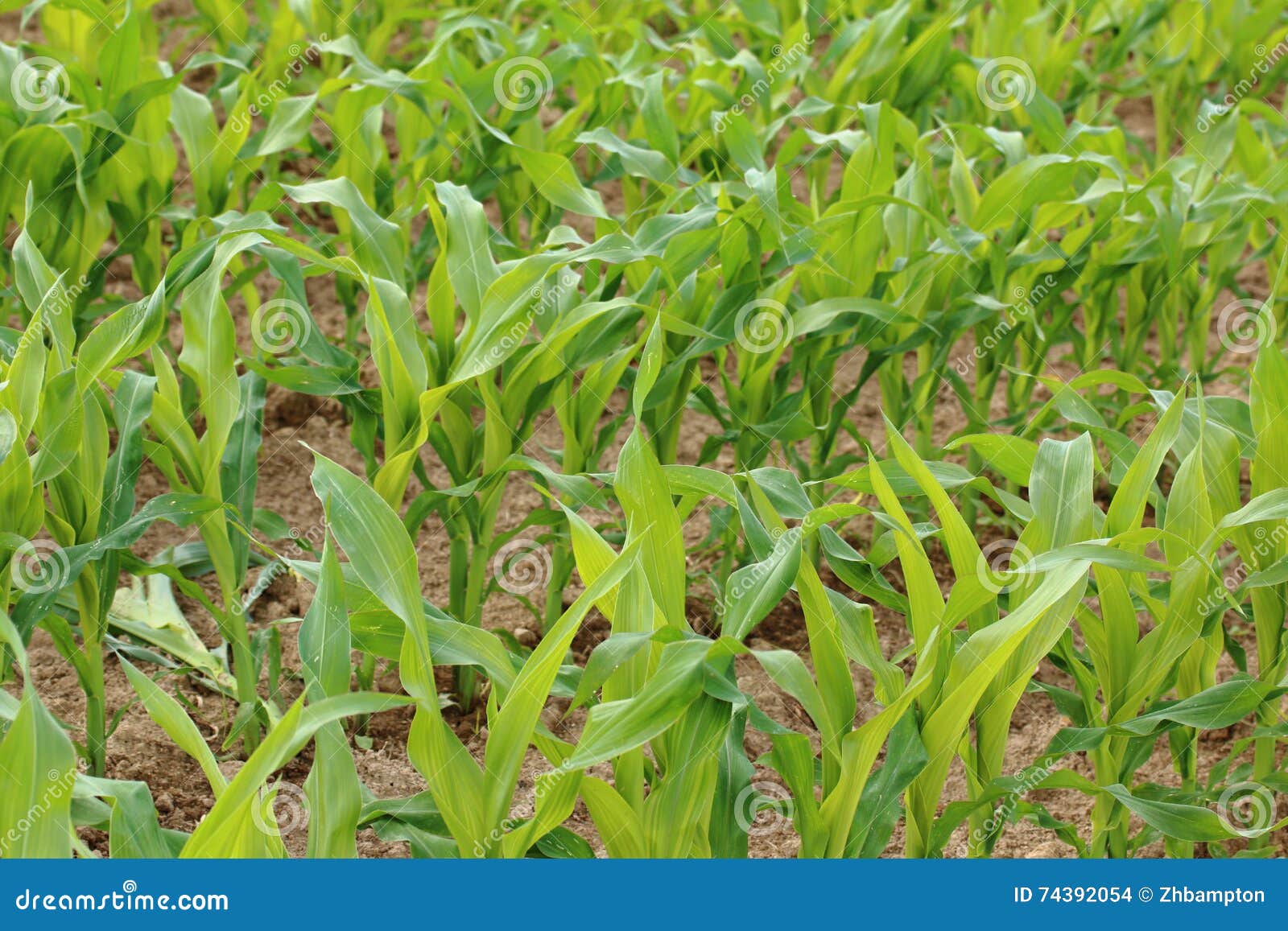 Maize crop stock photo. Image of corn, scenery, french - 74392054