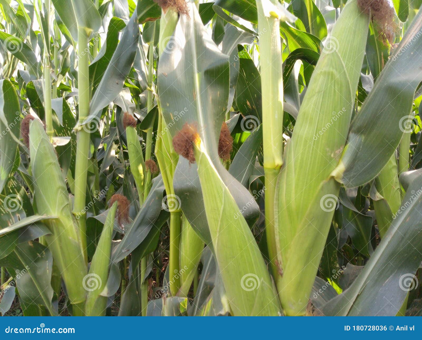 Maize crops farming photo stock photo. Image of maize - 180728036