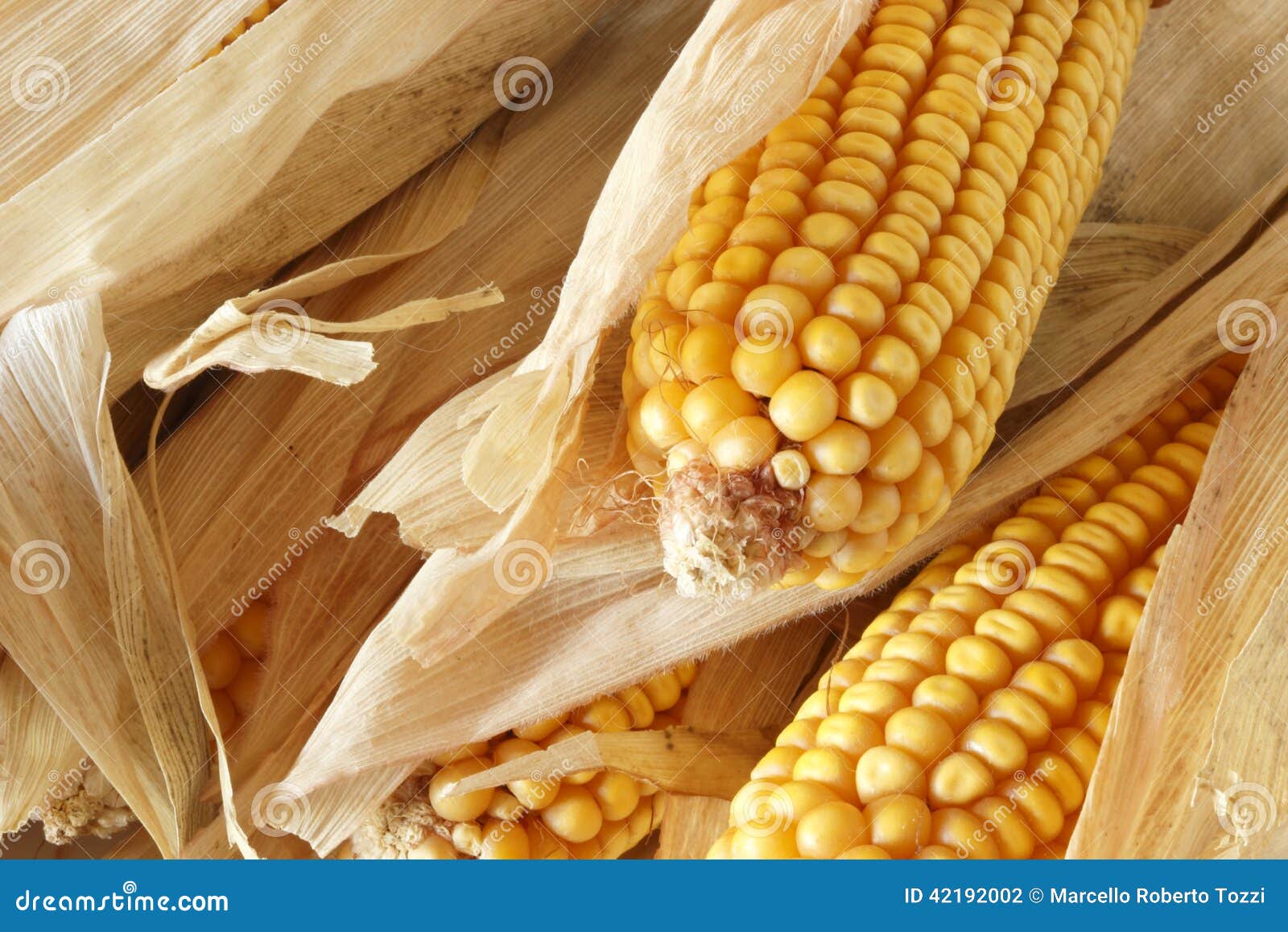 Maize stock photo. Image of dried, frame, grain, backdrop - 42192002