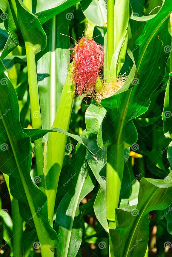Maize ear stock photo. Image of feed, mealie, flower - 24670602