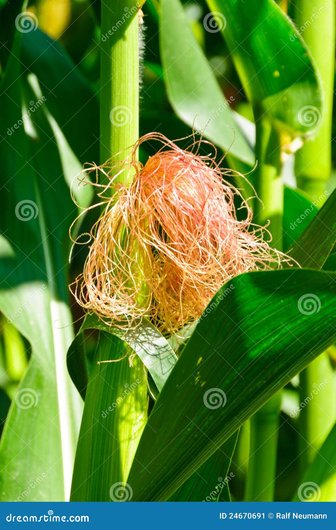 Maize ear stock image. Image of energy, knots, leaf, blue - 24670691