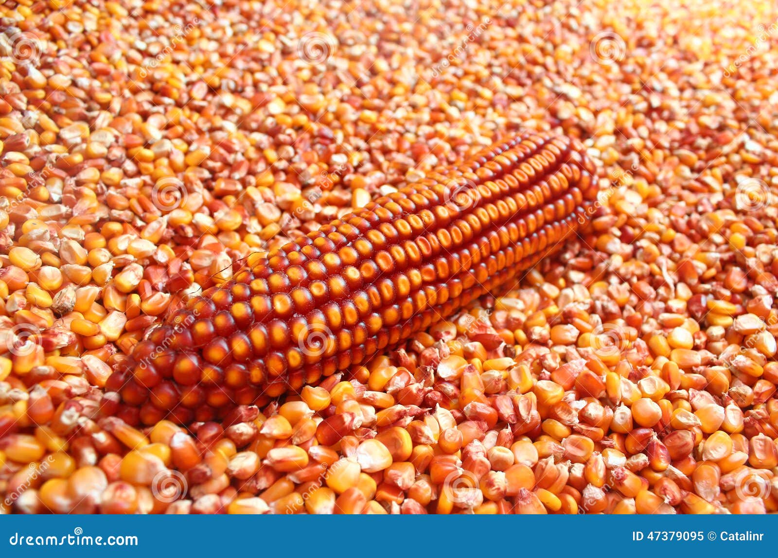 Maize Grains