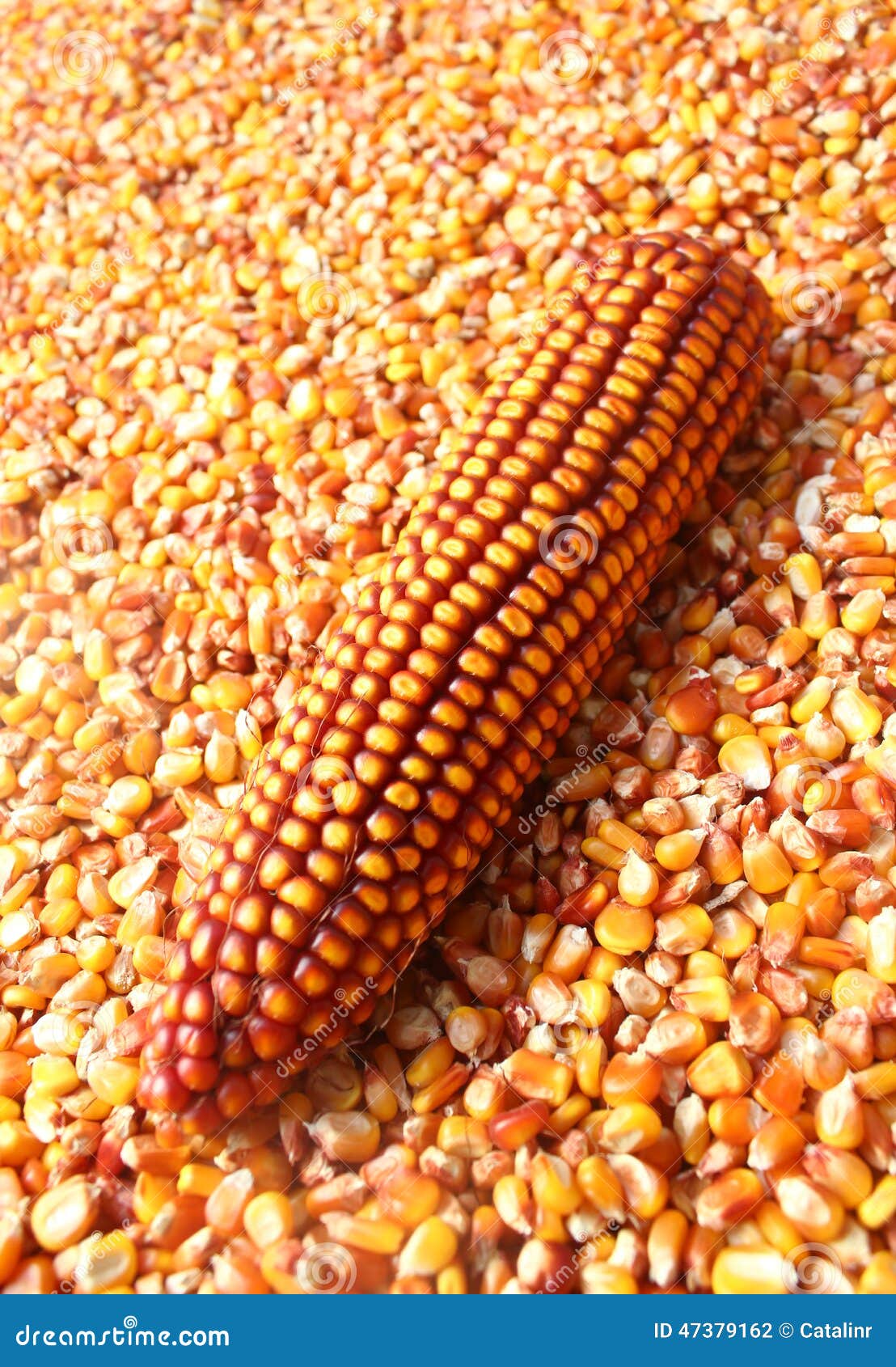 Maize Ear in Corn Grain Pile Stock Photo - Image of food, healthy: 47379162
