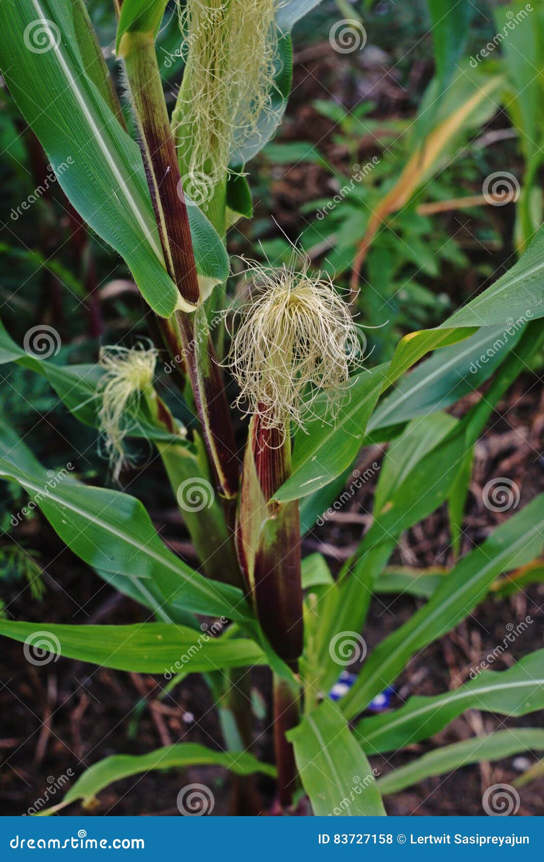 Maize ear;maize cob stock photo. Image of leaf, growth - 83727158