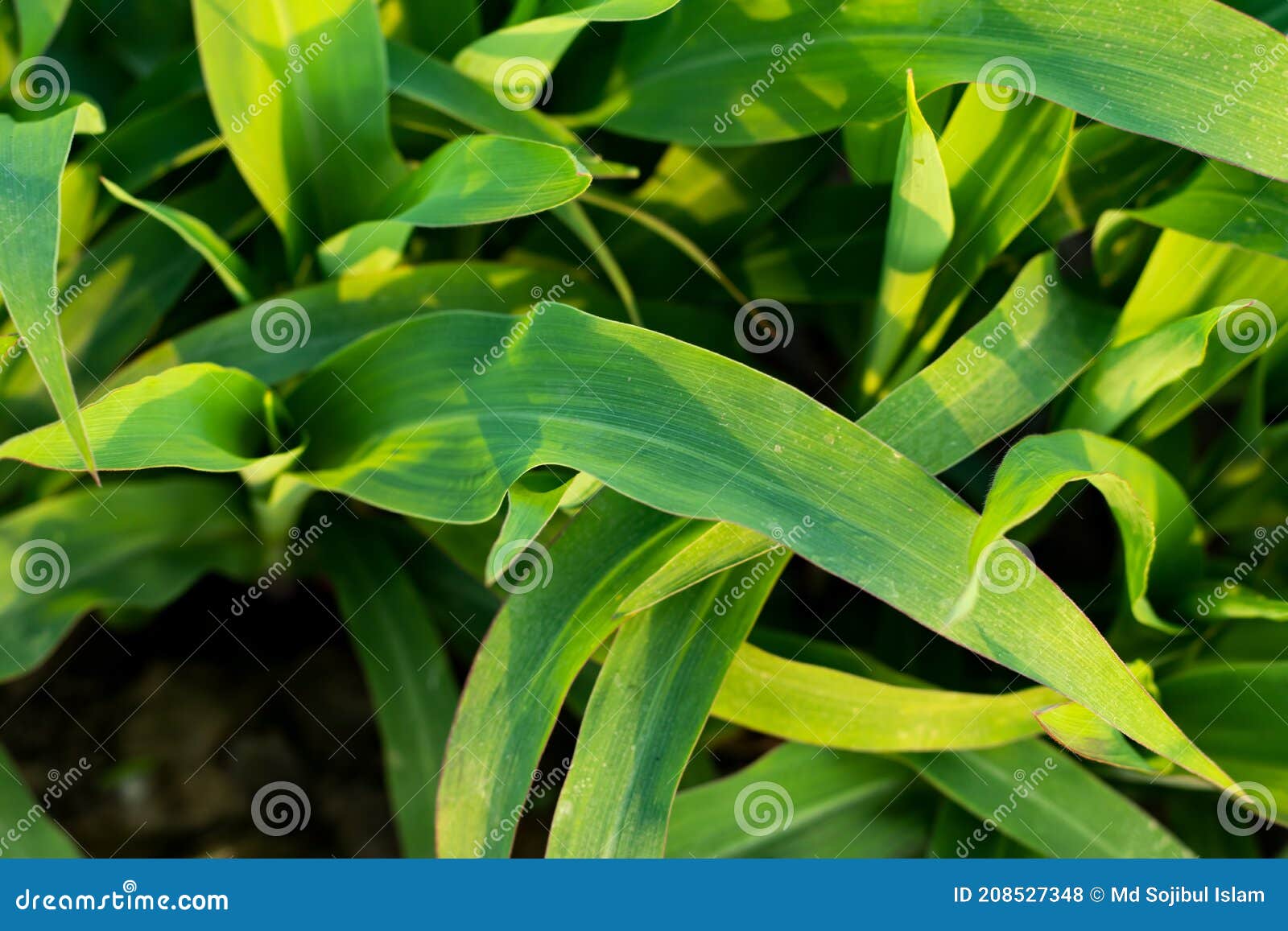 Maize Enclosed Inside a Fruit or Shell that is a Leafy Stalk Stock ...
