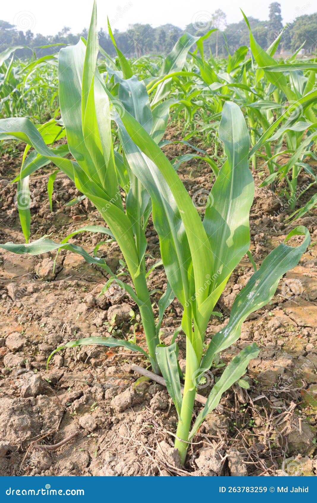 Maize Farm on Field for Harvest Stock Image - Image of summer, scenic ...