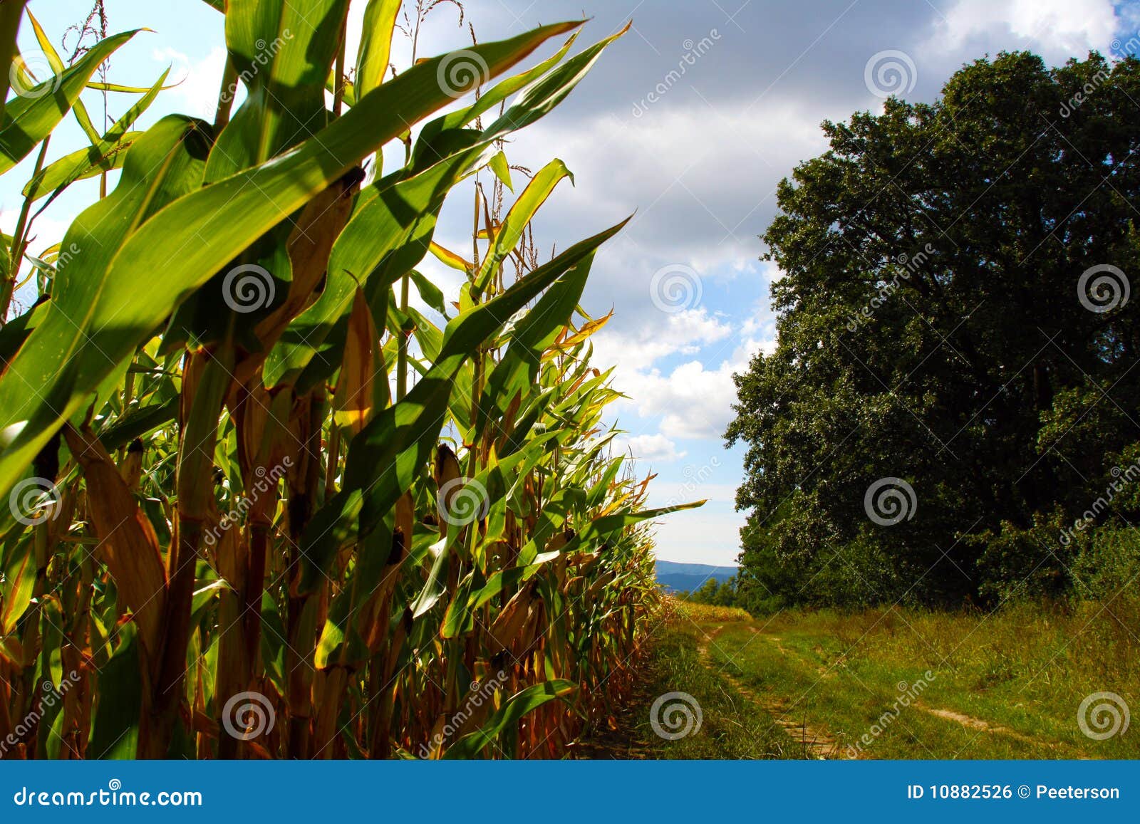 Maize field stock photo. Image of corn, crop, closeup - 10882526