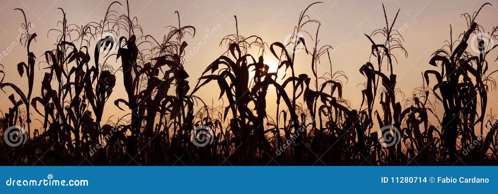 Maize field stock photo. Image of corn, cooperation, nature - 11280714