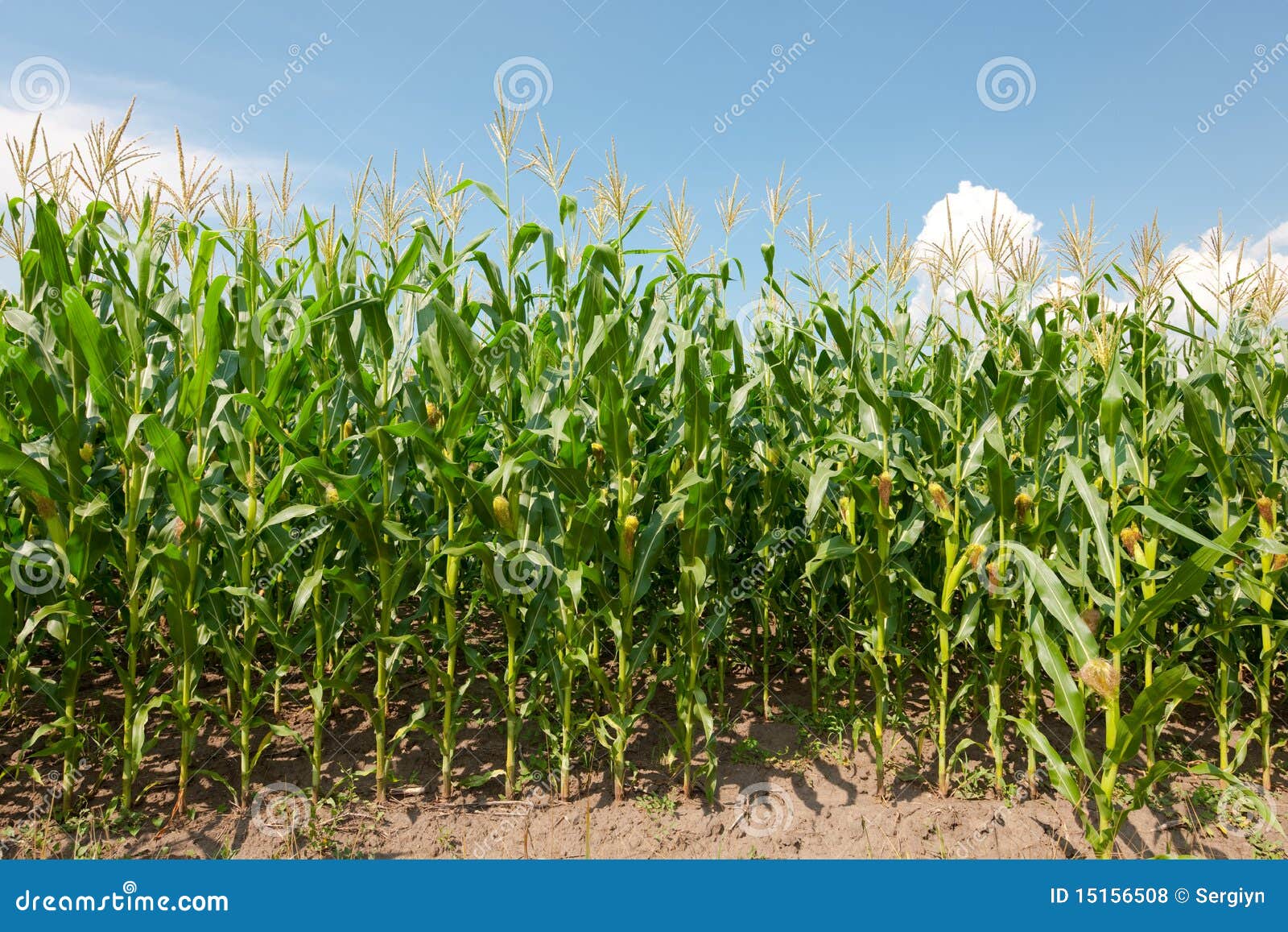 Maize field stock photo. Image of clouds, industry, blue - 15156508