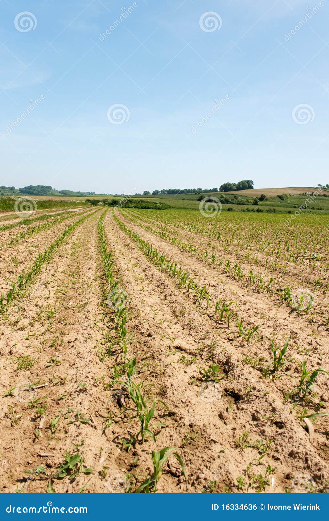 Maize field stock photo. Image of summer, young, maizefield - 16334636