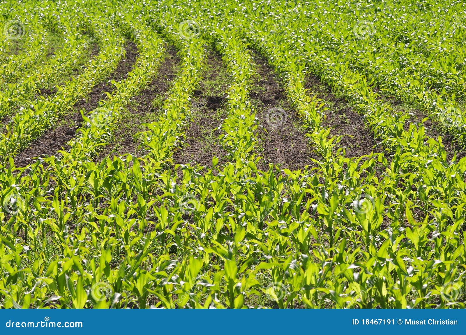 Maize field stock image. Image of growing, leaf, background - 18467191