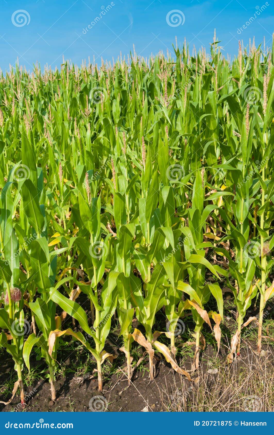 Maize field stock image. Image of meal, farm, harvest - 20721875